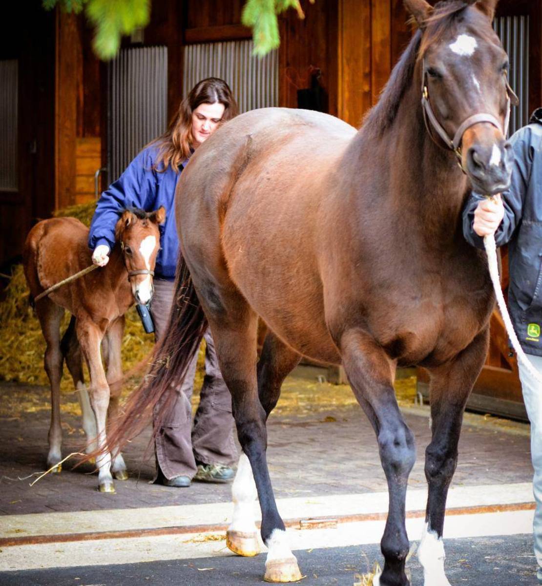 Baby Steps: Teaching A Foal To Be Led - Paulick Report | Latest news ...