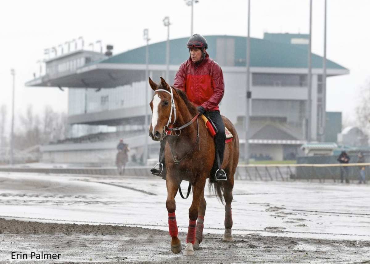 Emerald Downs Opens for Training Ahead of 2015 Season - Paulick Report ...