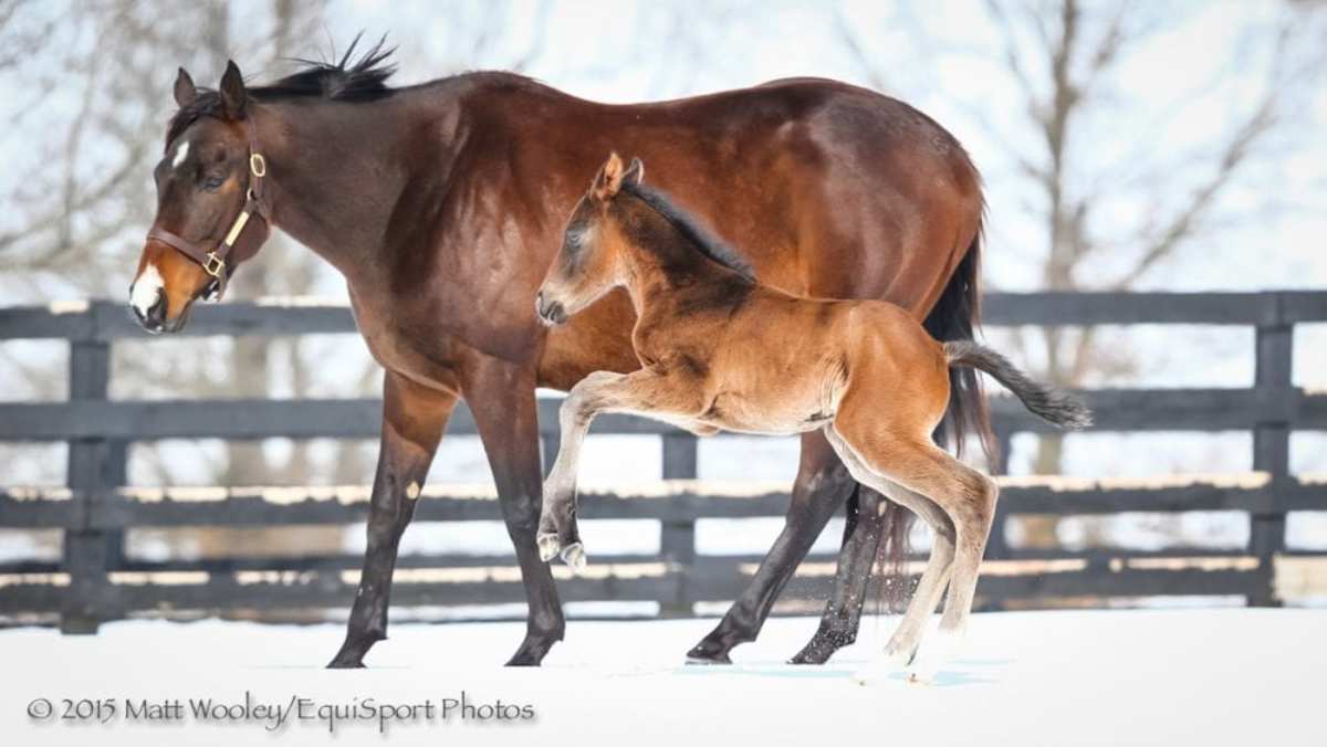 Merck Animal Health Presents Foals Of 2015: Winter Play - Paulick ...