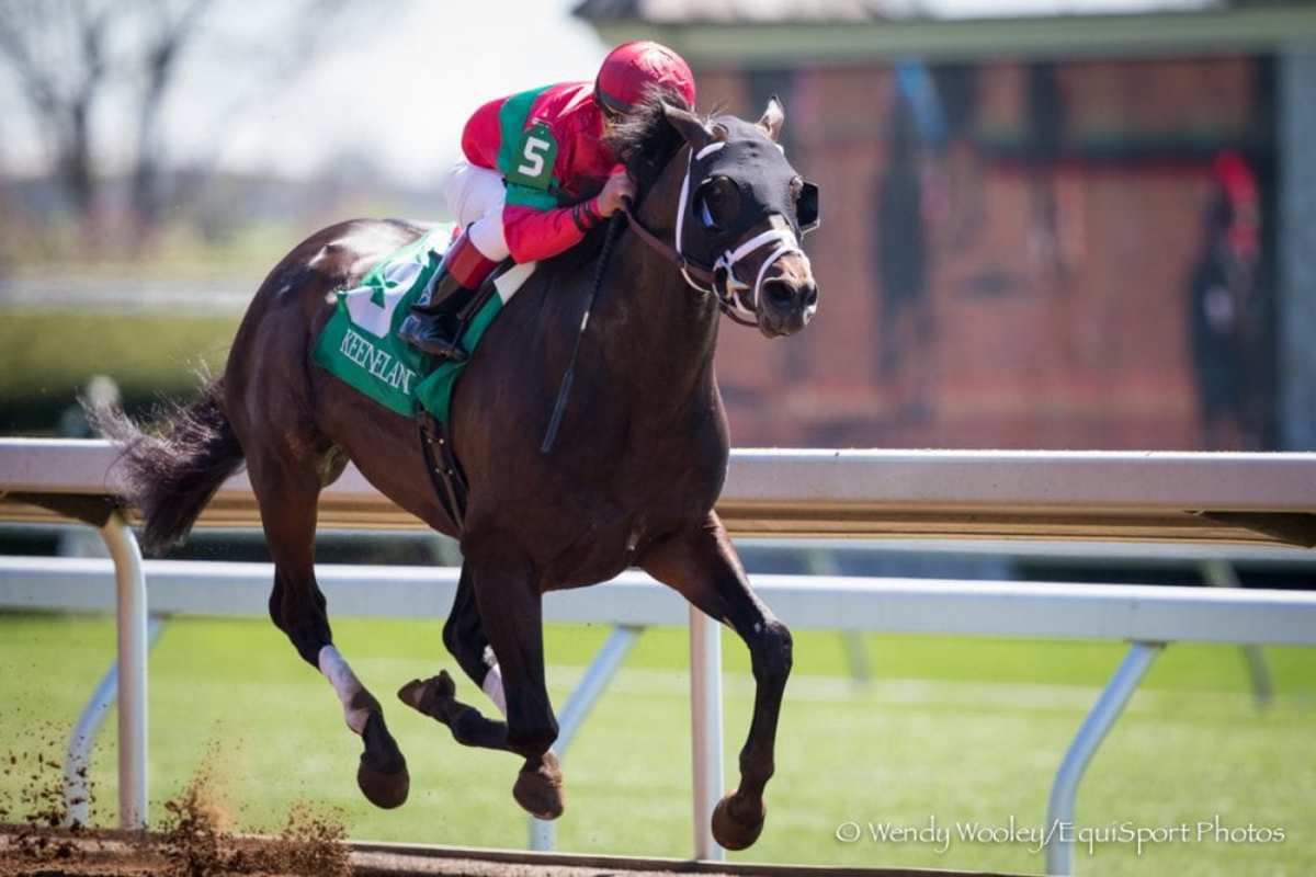 Protonico's First Foal A Colt Born At Sumaya Farm - Paulick Report ...