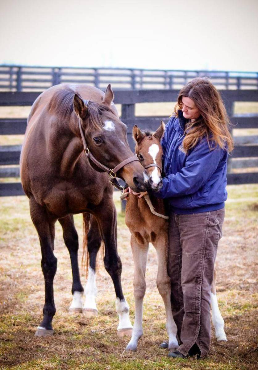 Baby Steps: Teaching A Foal To Be Led - Paulick Report | Latest news ...