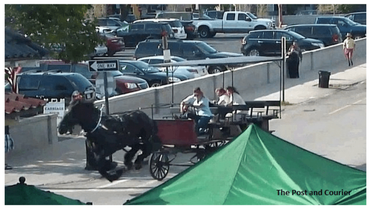 Charleston carriage horses - Paulick Report | Latest news and ...