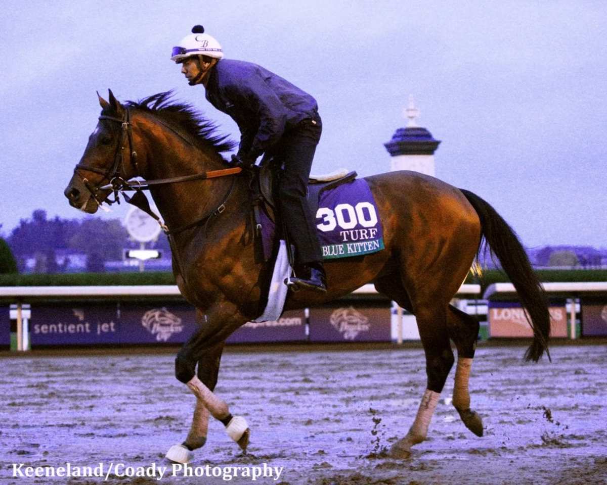 BC Turf Notes: 'A Tall Order' For Chad Brown Trio - Paulick Report ...