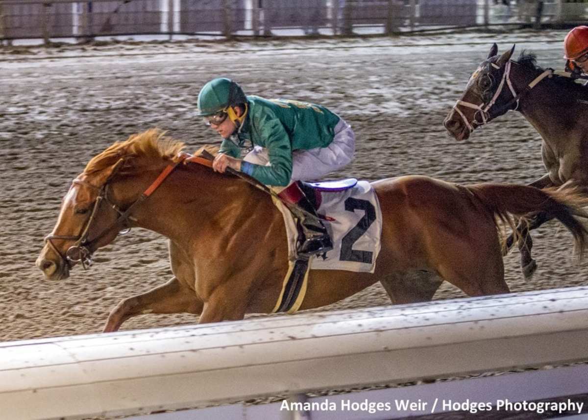 Grade 3 Winner, Veteran Sire Eagle To Stand In Uruguay - Paulick Report ...