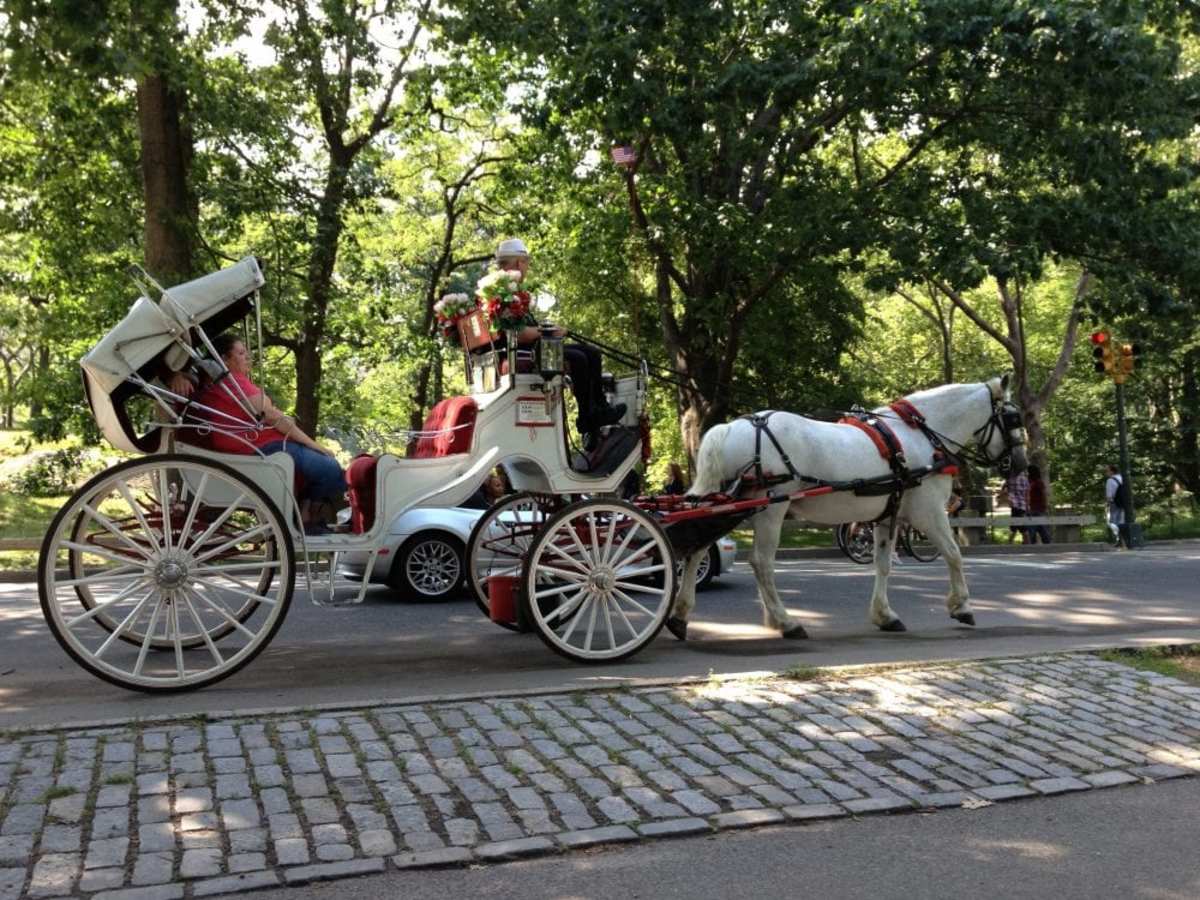 Study Reveals NYC Carriage Horses Don’t Appear To Find Work Stressful ...