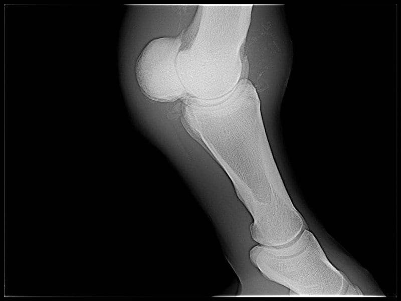 Improving Stem Cell Therapy For Equine Arthritis - Paulick Report ...