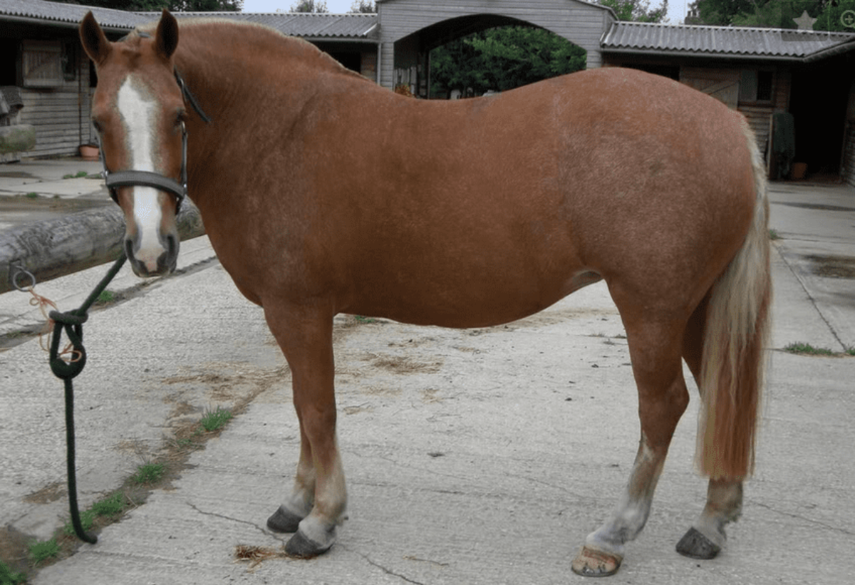 Equine Metabolic Syndrome: A Horse Health Enigma - Paulick Report ...