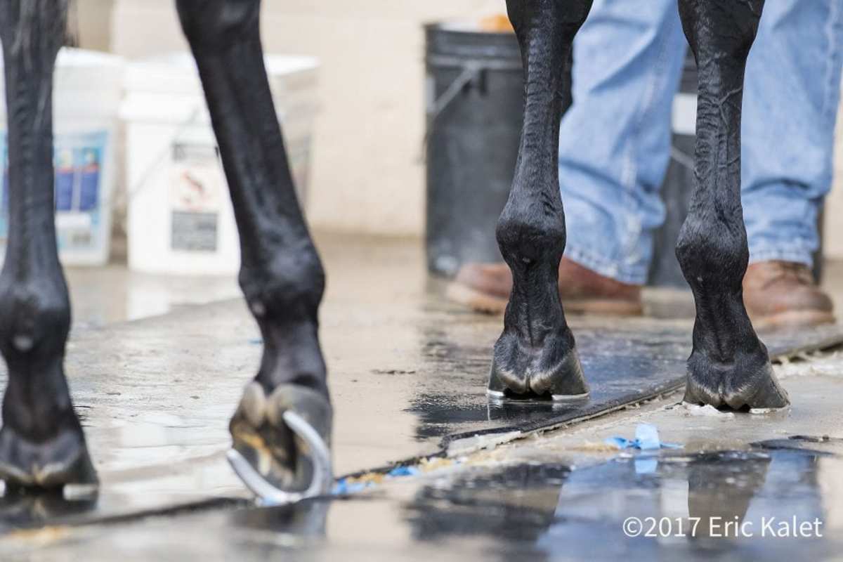 Facing The Challenges Of ‘Thoroughbred Feet’ - Paulick Report | Latest ...