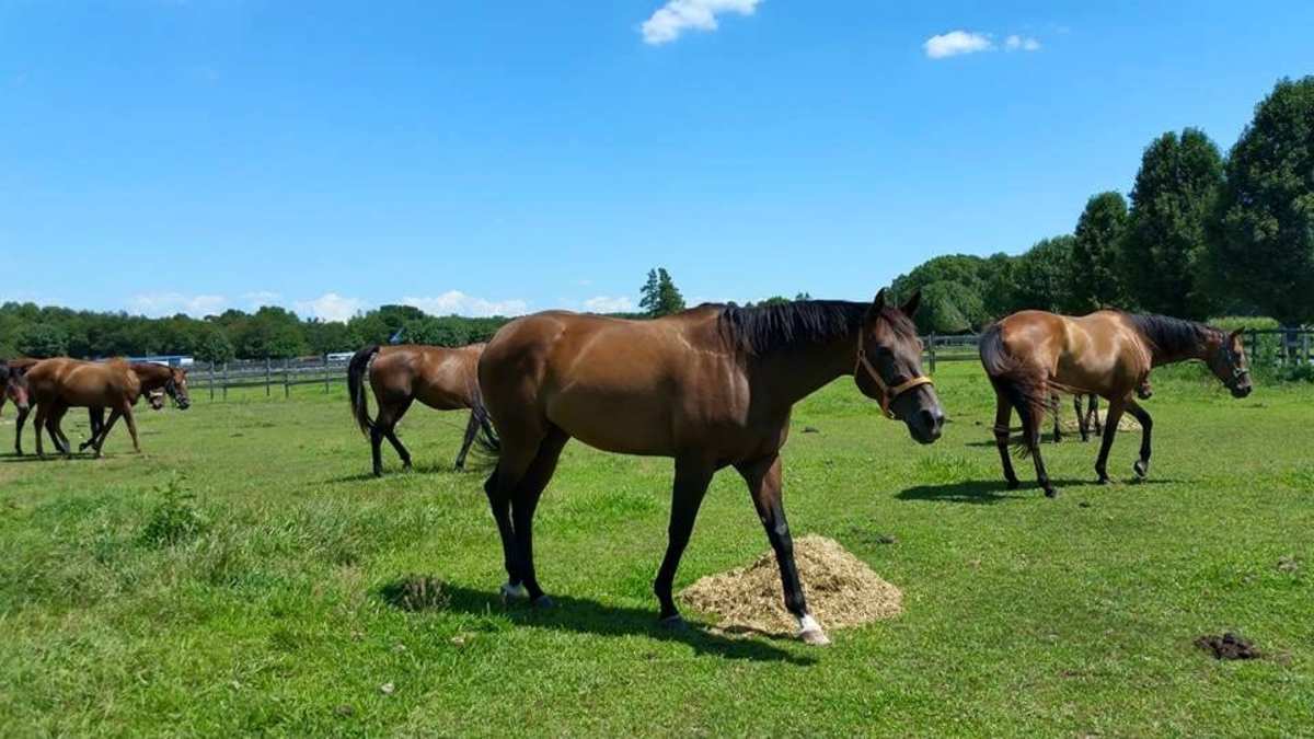 Sole Equine Rescue in New Jersey Takes In 33 Horses - Paulick Report ...