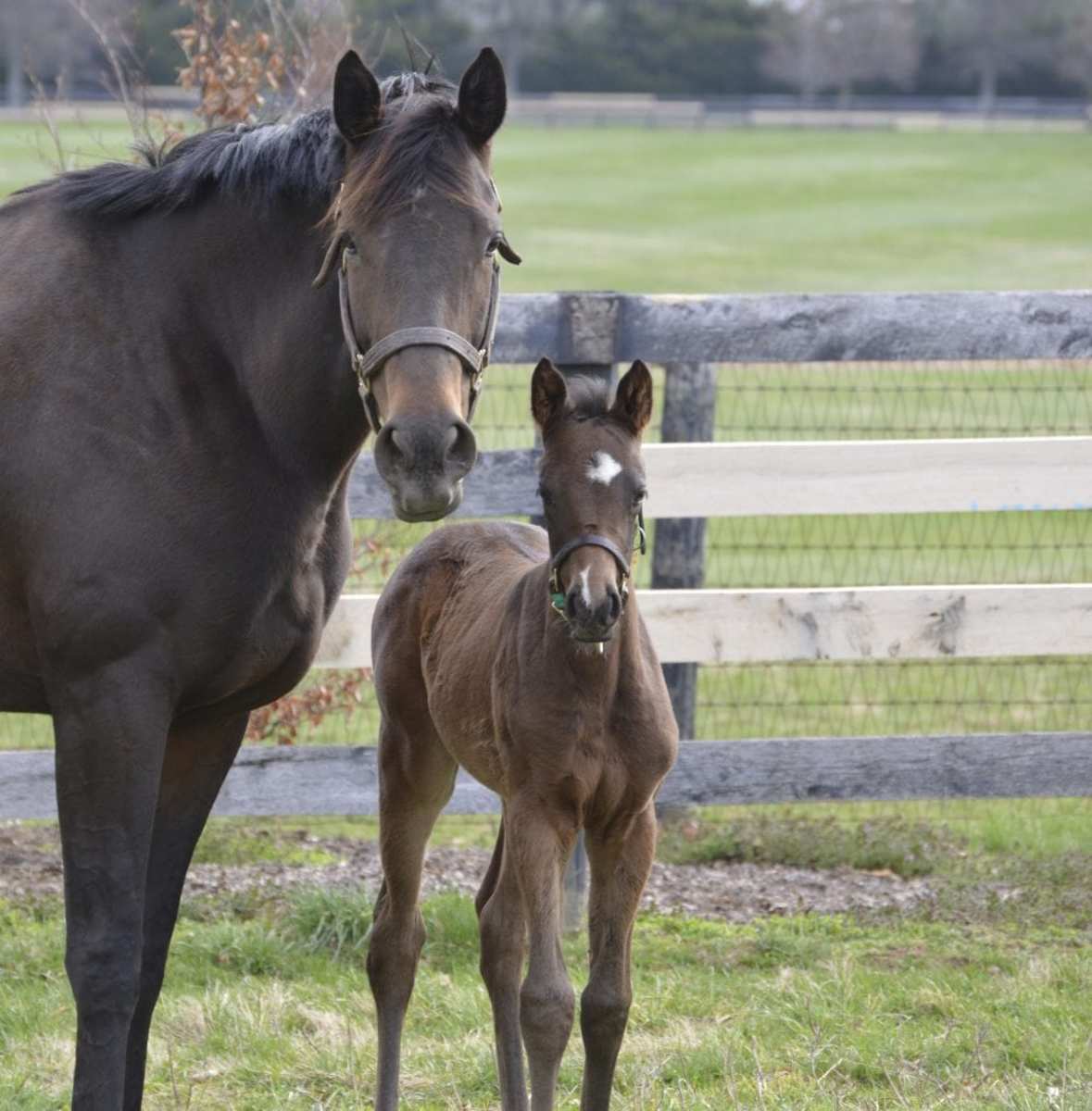 1,2,3: One Easy Rule For Monitoring Mare And Foal After Birth - Paulick ...