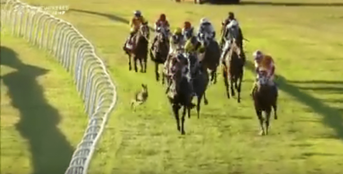 Hopping To It: Kangaroo Causes Chaos Midway Through Aussie Race ...
