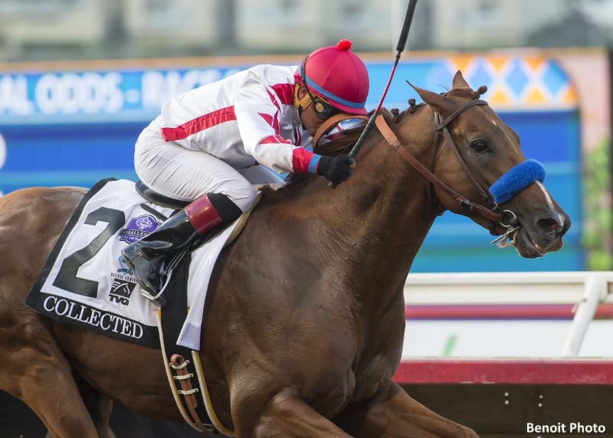 Collected To Stand At Airdrie Stud For 2019 Breeding Season - Paulick ...