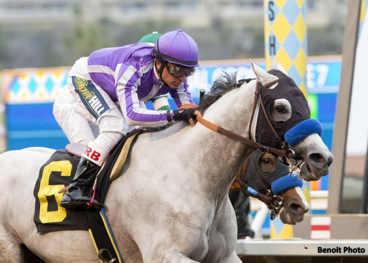 Grade 1 Winner Cupid To Stand At Ashford Stud In 2018 - Paulick Report ...