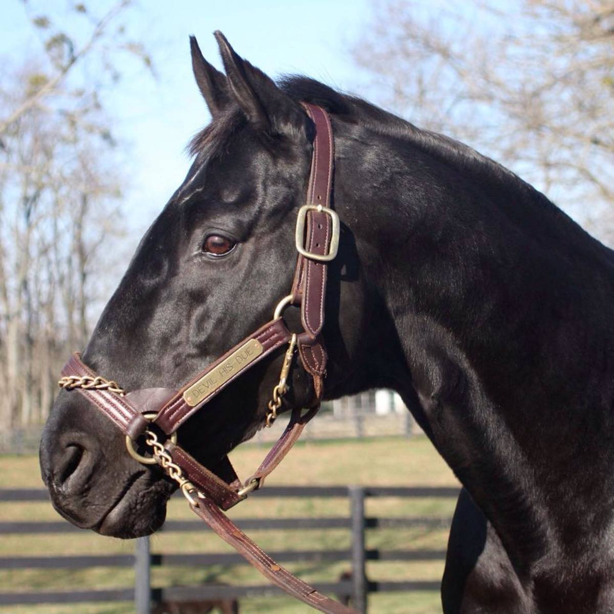 Multiple G1 Winner Devil His Due Dies At 28 - Paulick Report | Latest ...
