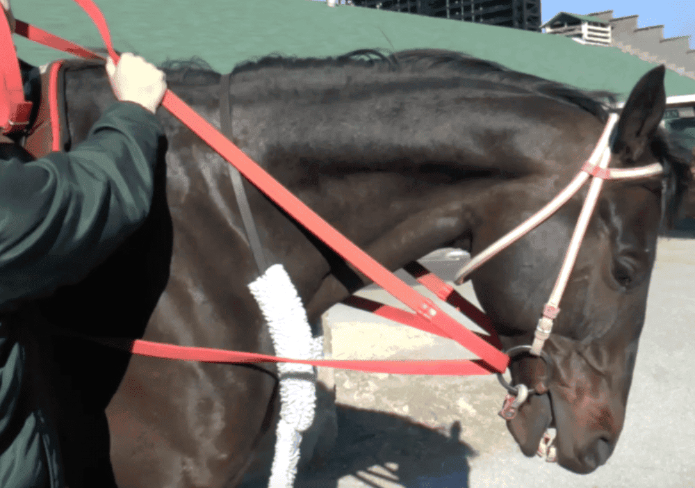 NYRA Bets Presents Derby Countdown: Understanding Equipment, Historical ...