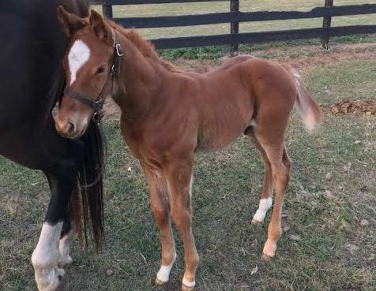 Chitu's First Reported Foal A Colt In Ocala - Paulick Report | Latest ...