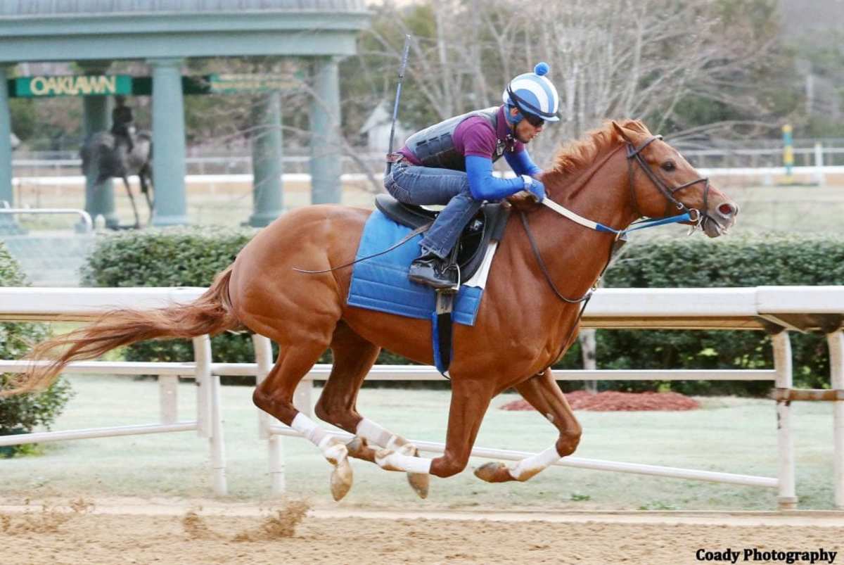 Gun Runner Could Make Trip To Dubai After Monday's Razorback - Paulick ...
