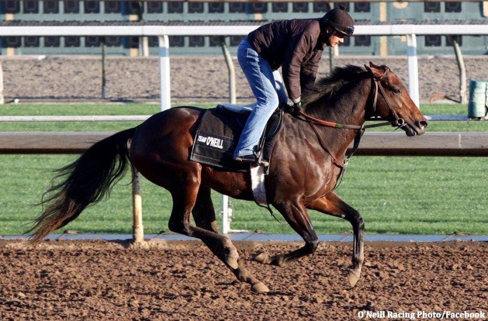 Semper Fortis To Represent Reddam-O'Neill In Pegasus World Cup ...