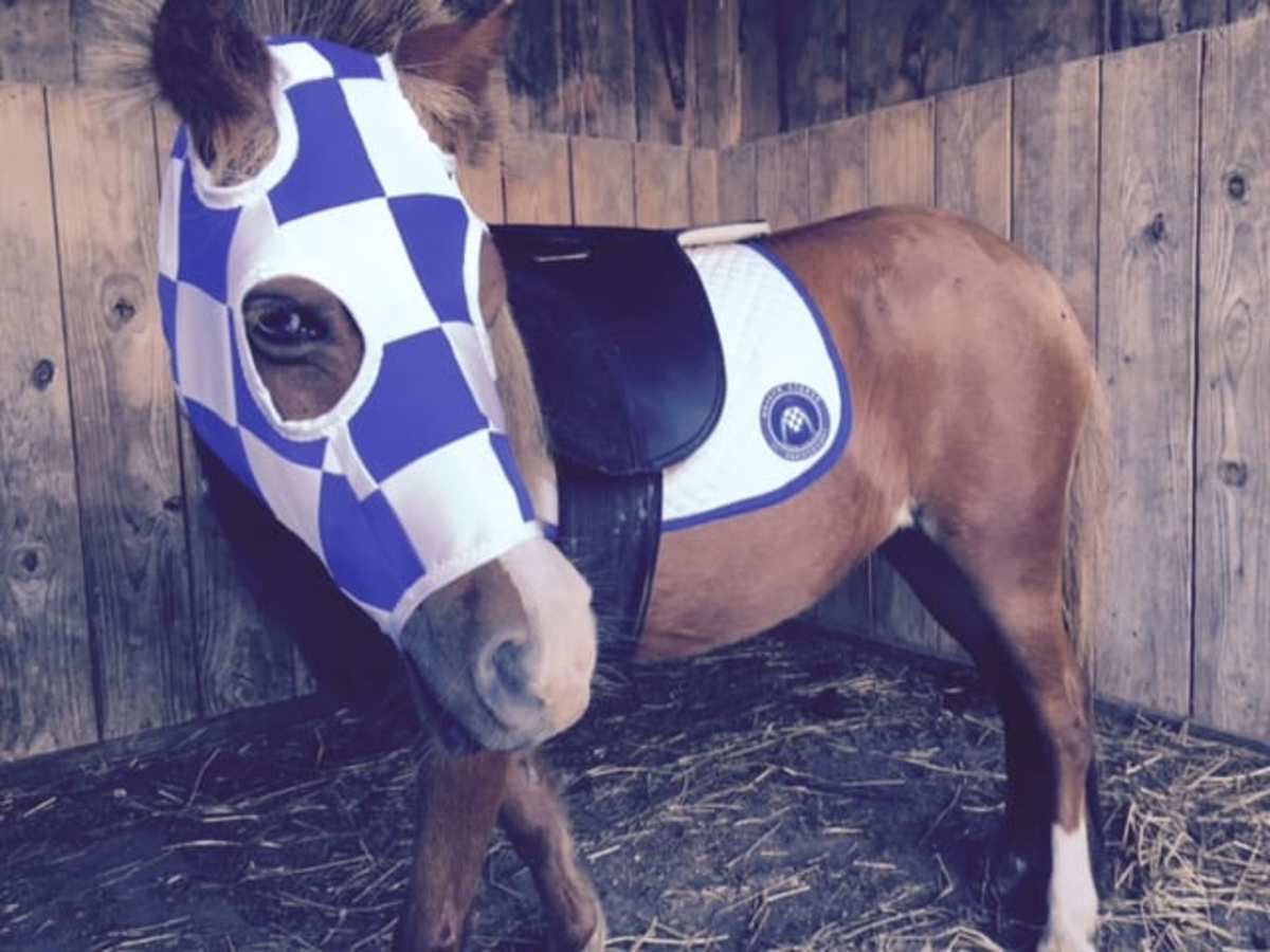 Barn Buddies: ‘Little Big Red’ In Secretariat’s Meadow - Paulick Report ...