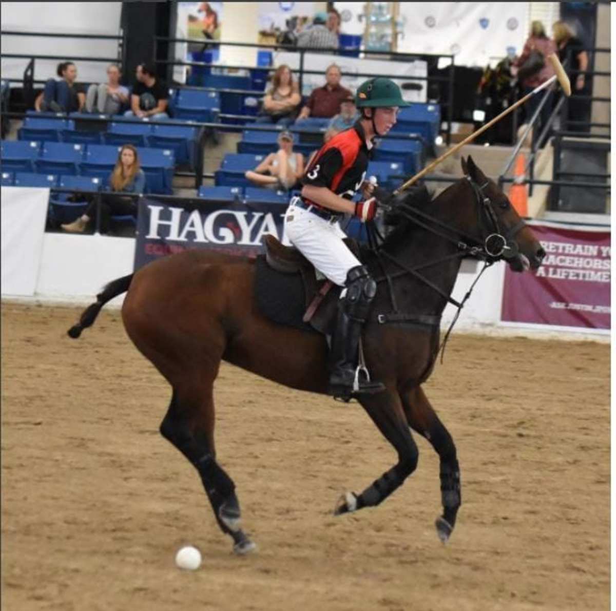 3-Year-Old Polo Pony Wins Coveted Title Of 'America's Most Wanted ...