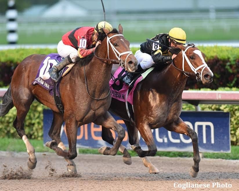 Stakes Winner Sonic Mule Sold To Stand In Uruguay - Paulick Report ...