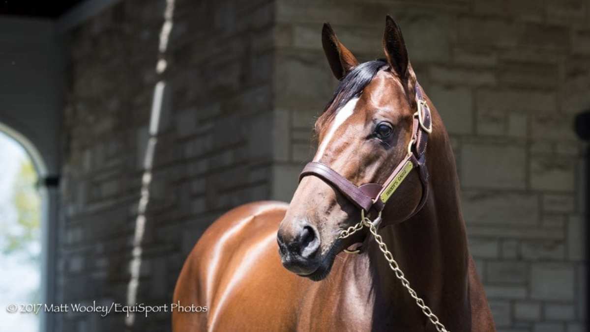 Brody's Cause Moves To Equistar Training And Breeding In Pennsylvania ...