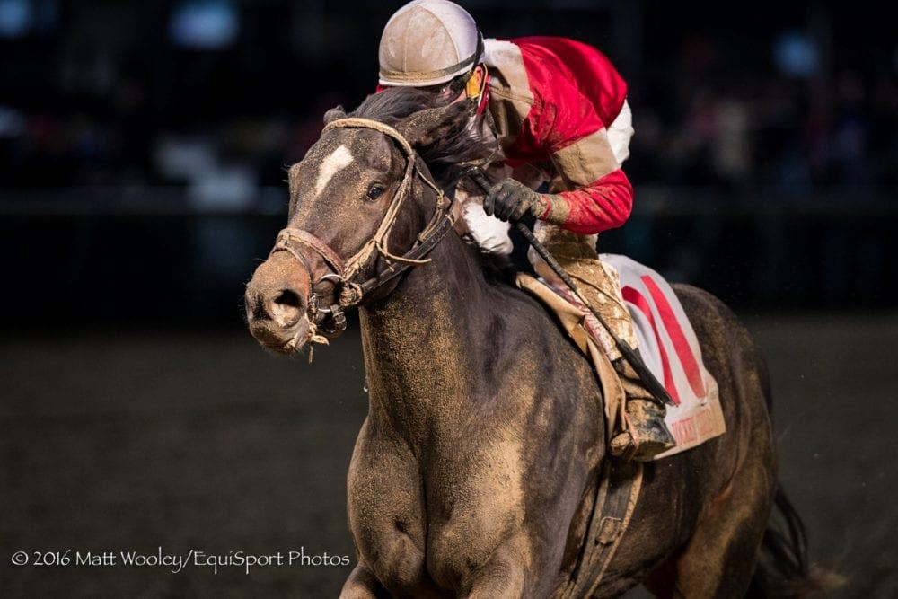'Exciting' McCraken Gearing Up For Sophomore Debut - Paulick Report ...