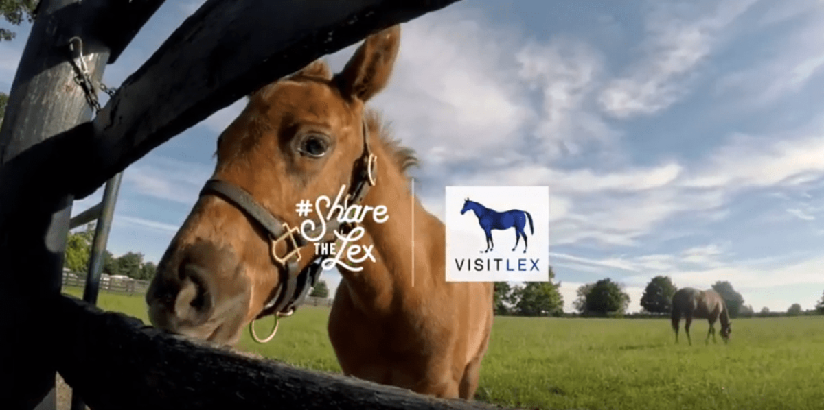Hard Working Moms: New 'VisitLEX' Ad Campaign Enlists Broodmares To ...