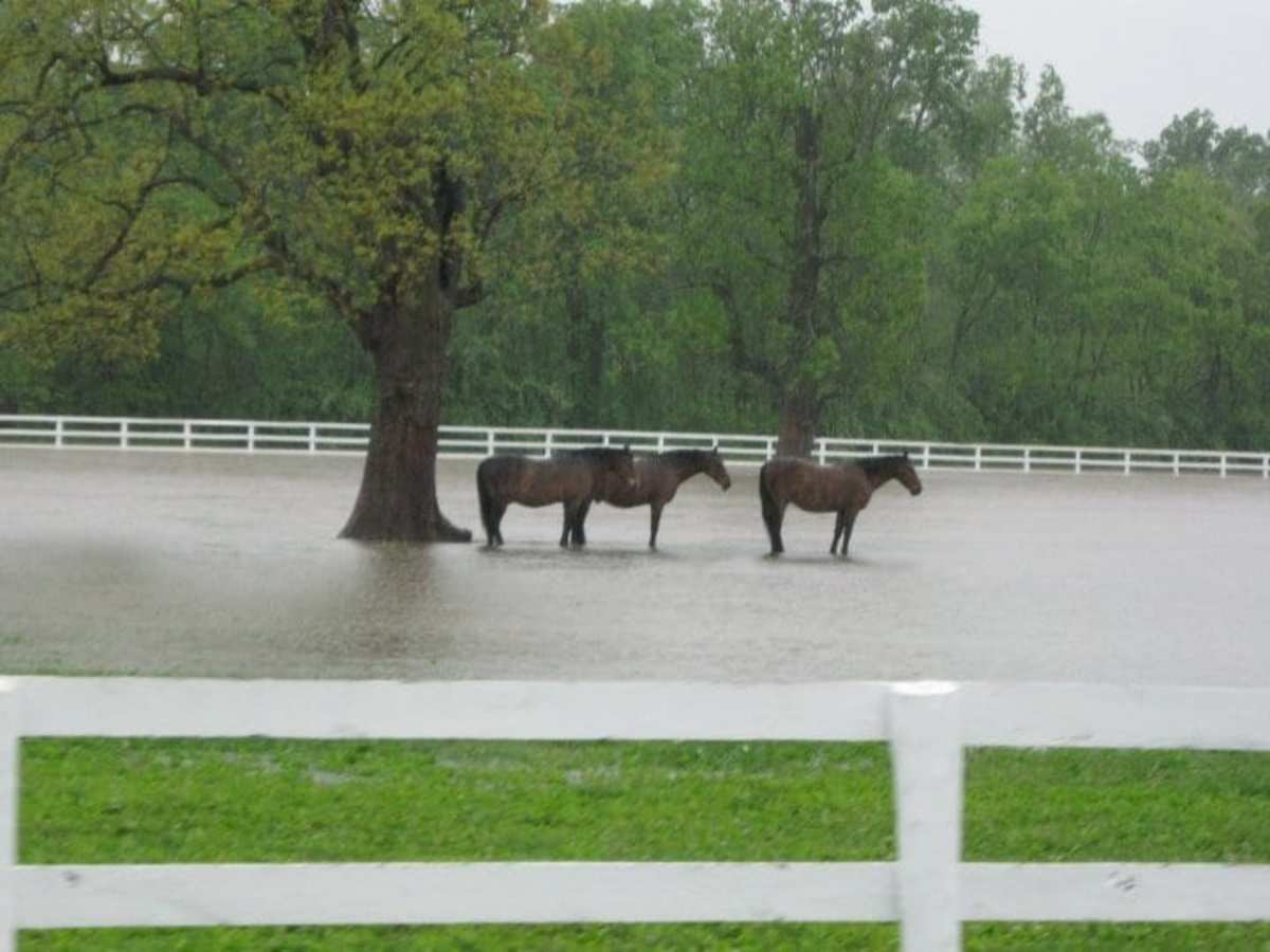 Preparing For Catastrophic Flooding As Horse Owners - Paulick Report ...