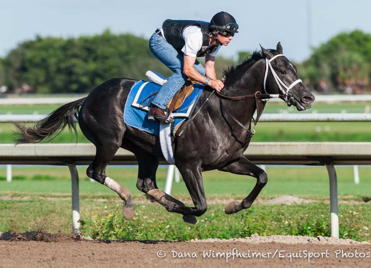 Bloodlines: A Prince Among Sires With First-Crop Yearlings - Paulick ...