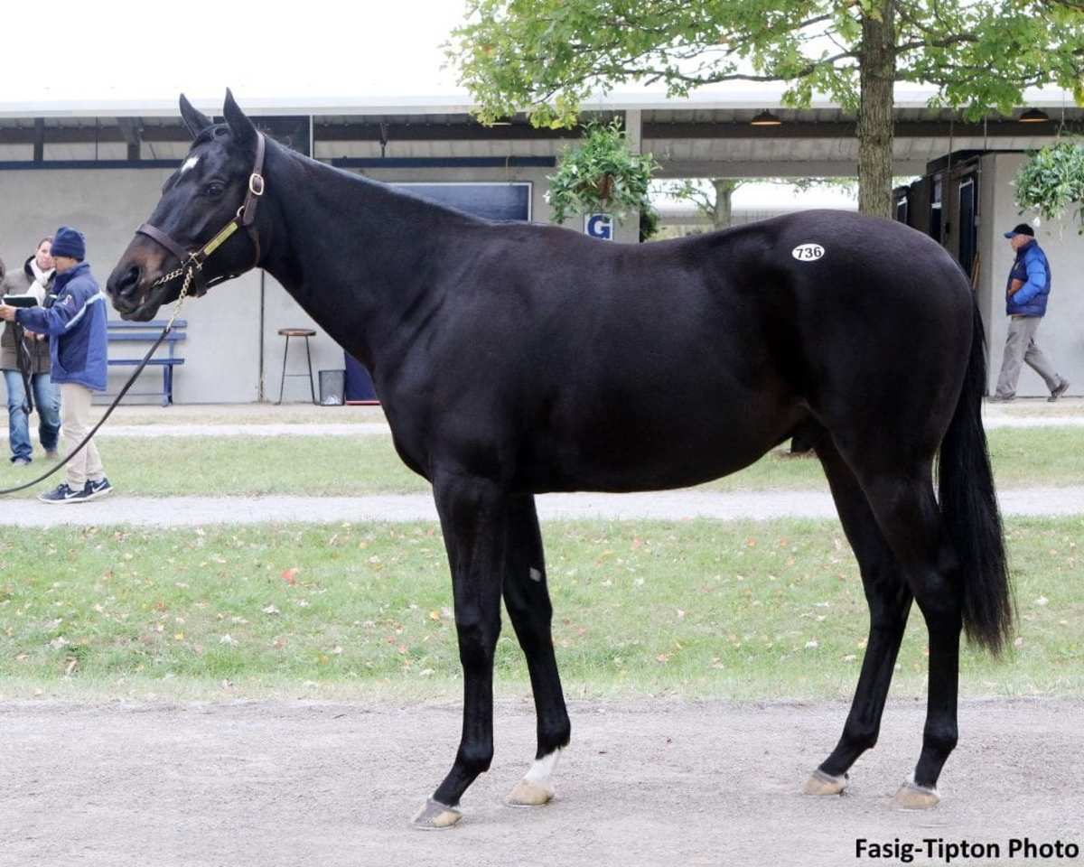 Medaglia d'Oro Colt Tops Third Session Of Fasig-Tipton October Sale ...