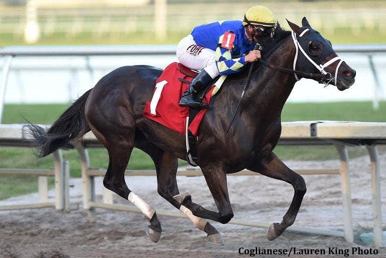 Neolithic Retired To Stud At Florida's Pleasant Acres - Paulick Report ...