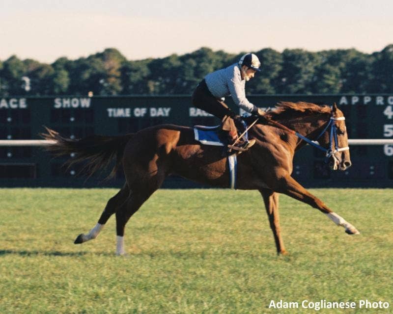 Looking Back: Turcotte Recalls Secretariat's 'Outstanding' Turf Form ...