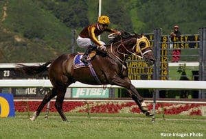 New Zealand's Beloved Hall Of Famer Castletown Dies At Age 31 - Paulick ...