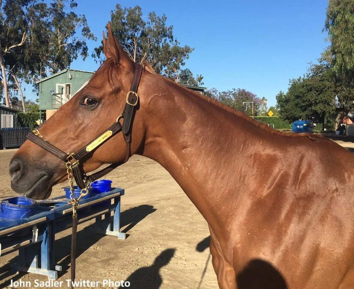 Stellar Wind 'Very Sharp' As She Prepares For 'Instant Classic ...