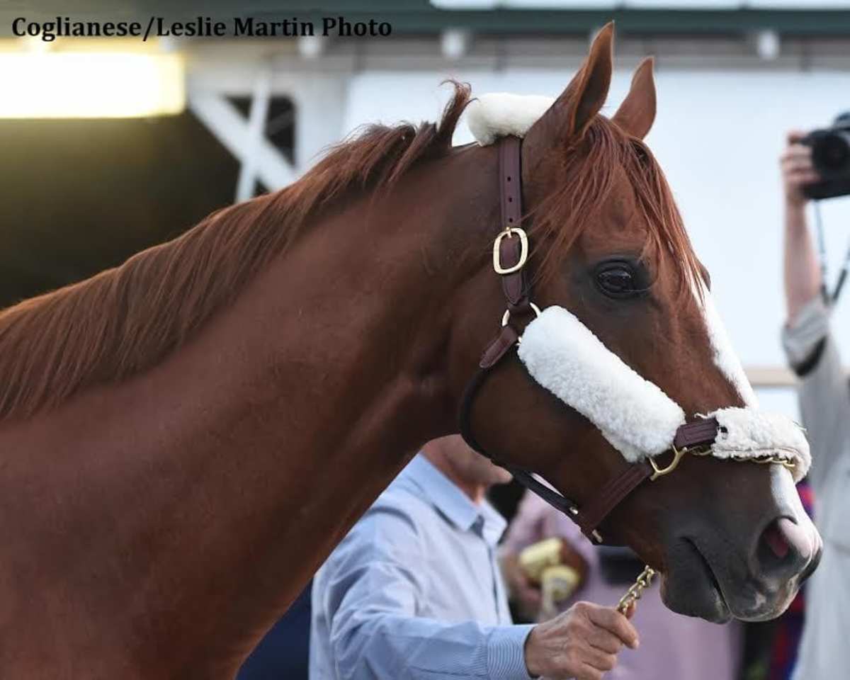 California Chrome 'Loves To Travel,' Settled In Well At Gulfstream ...