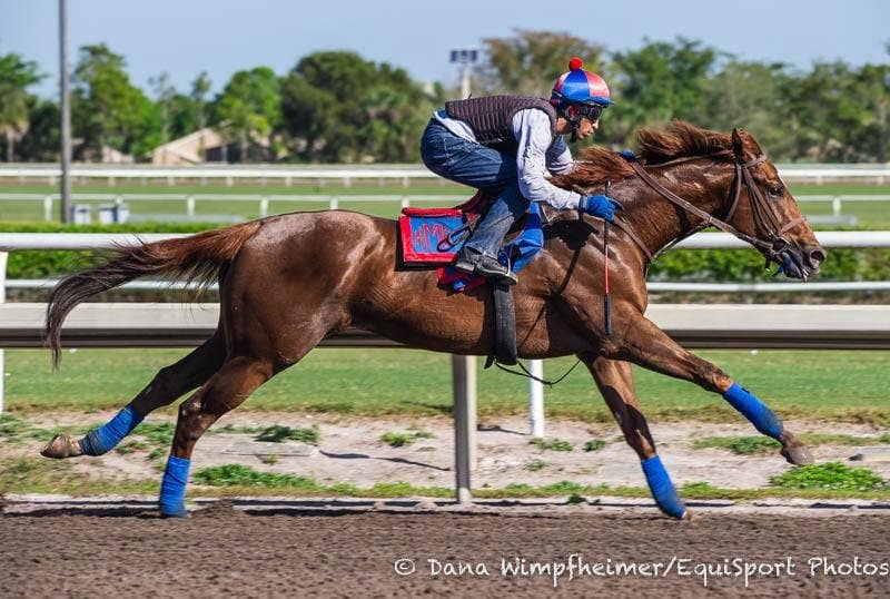 Irish War Cry 'Perfect' In Single Breeze Before Fountain Of Youth ...