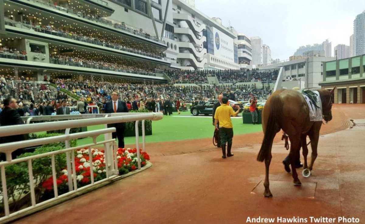 Rapper Dragon Pulls Away In Hong Kong Derby, Becomes First Horse To ...