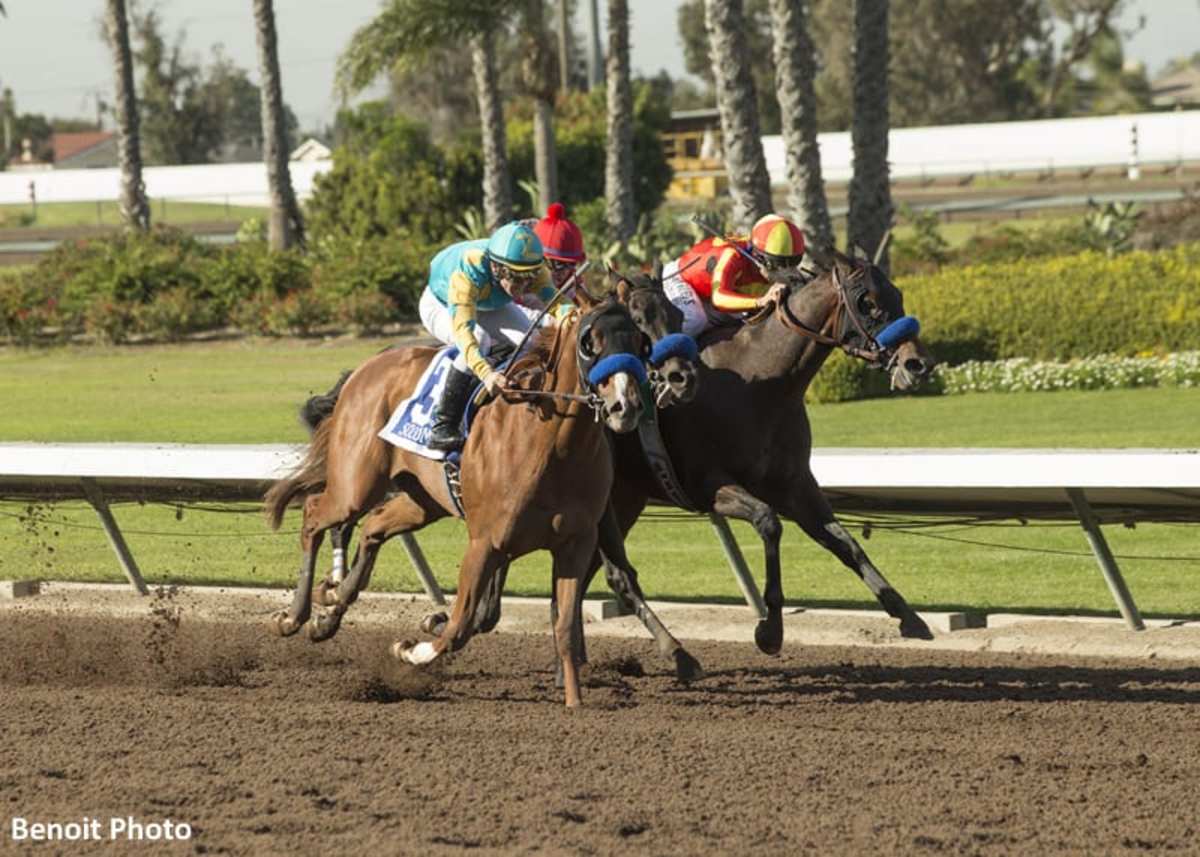 Bloodlines Presented By Walmac Farm: Solomini Stock Rising With Big ...