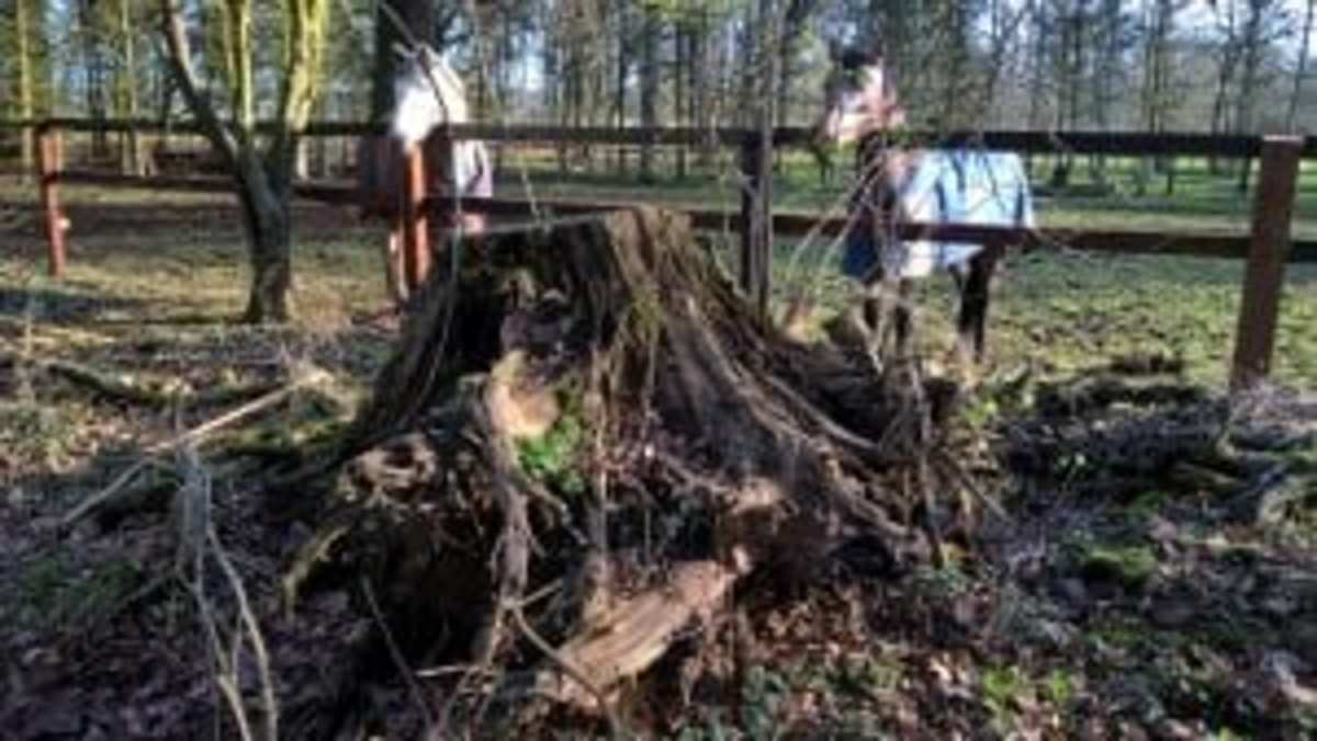 From Newmarket: Digging Up Pot8os - Paulick Report | Latest news and ...