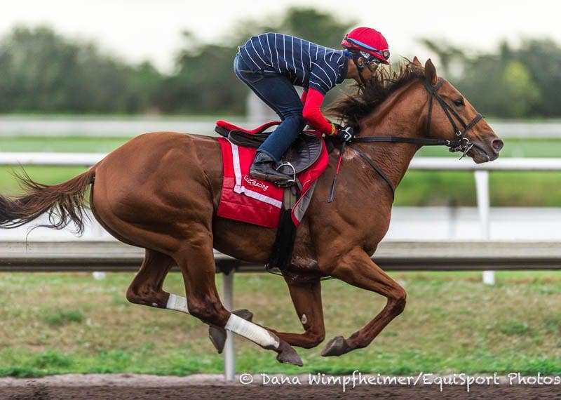 Noble Bird 'Really Good' In Latest Breeze, Enters Pegasus Consideration ...
