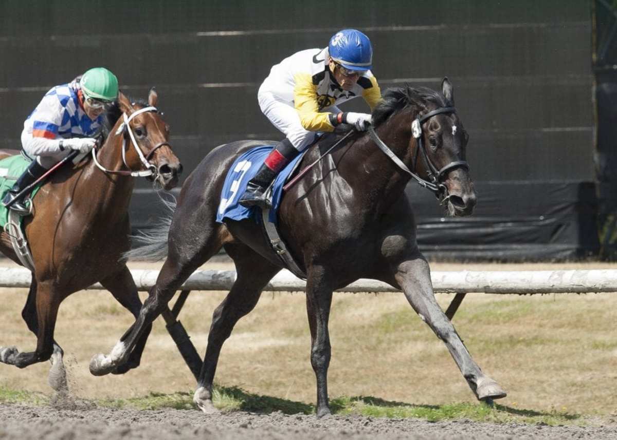 Hastings Veteran Hamel Two-For-Two On Canada Day Weekend - Paulick ...