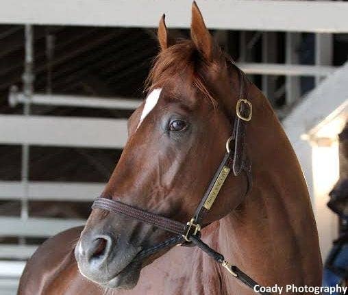 Clocker Young: In Wide Open Field, Irish War Cry, McCraken Look ...
