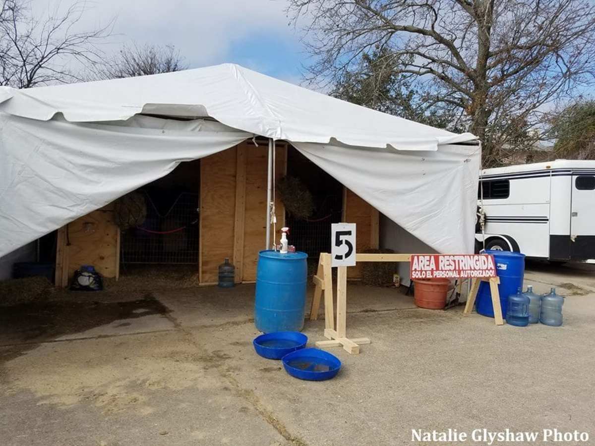 Final Fair Grounds Horses Released From EHV-1 Quarantine - Paulick ...