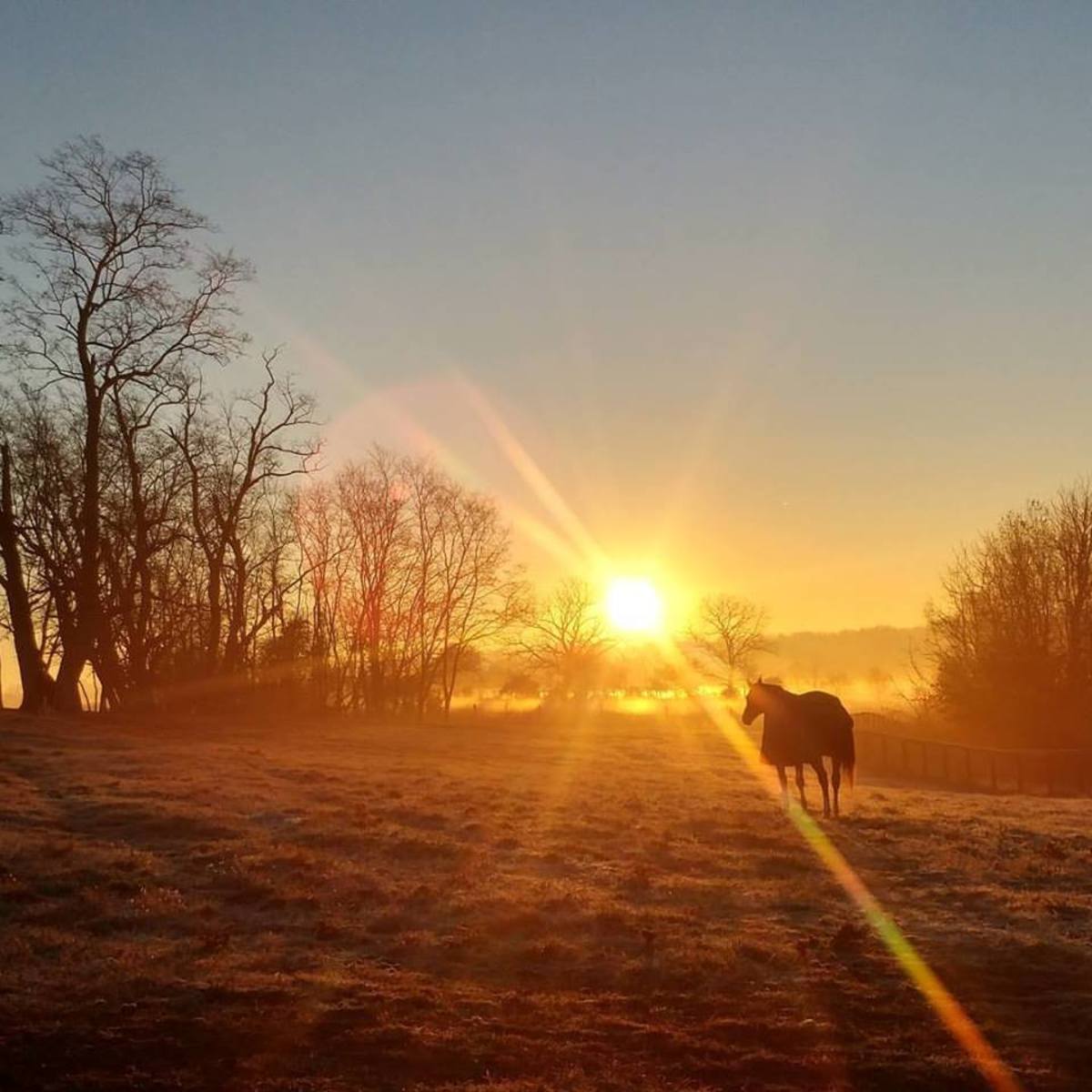Get Out Of My Space! Pasture Size And Equine Aggression - Paulick ...