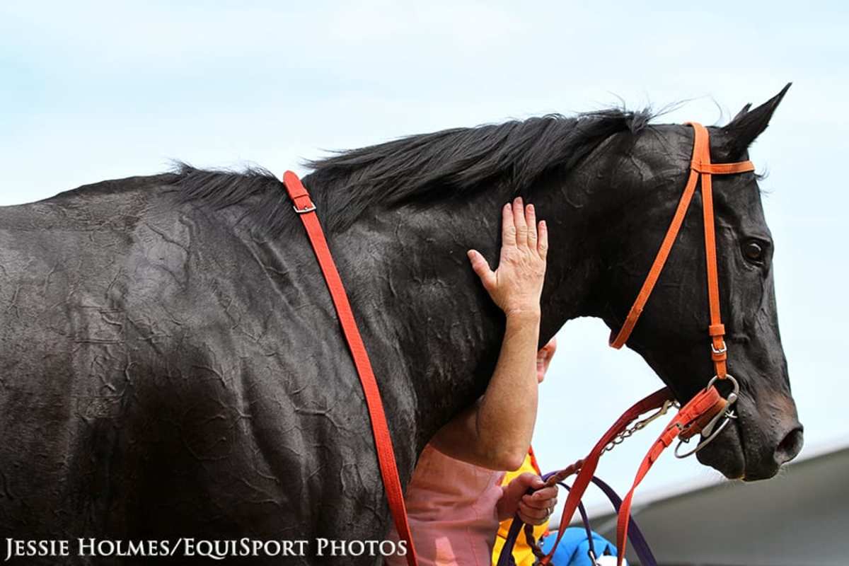 A Tribute To Ben's Cat: A Legend 'Gone Too Soon' - Paulick Report ...