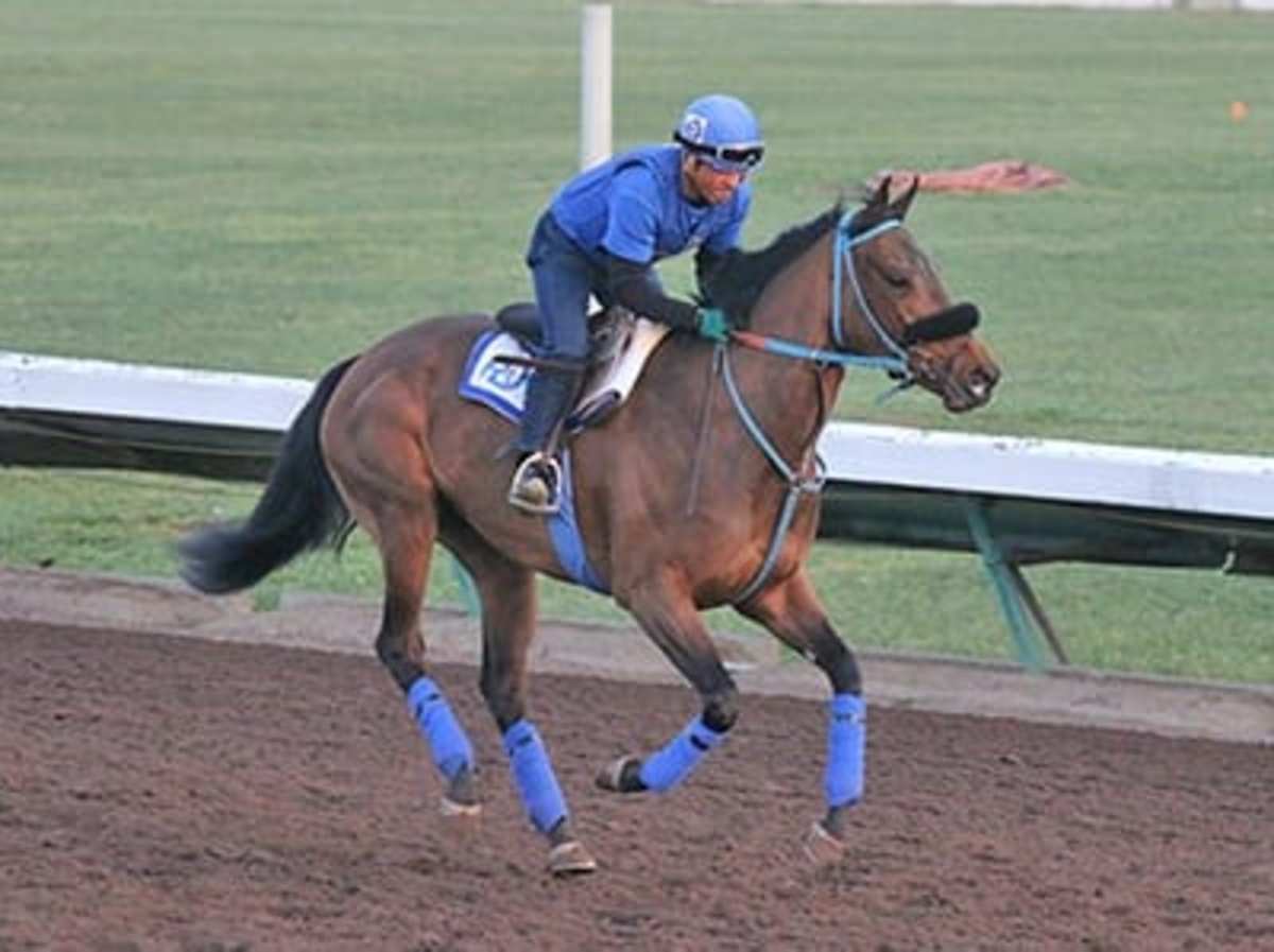Por Amor Al Purasangre: La Increíble Historia de Tooreen Dancer ...