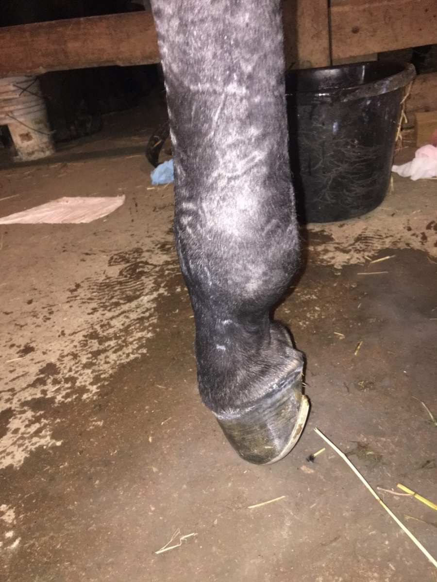 Pennsylvania: Trainer Suspended 45 Days After ‘Failure To Provide Care ...