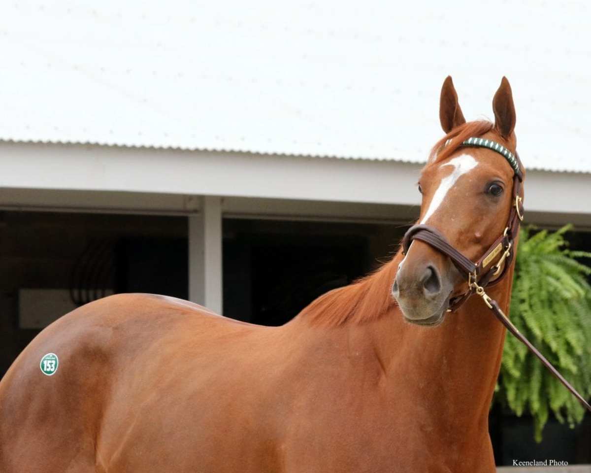 Stellar Wind To Coolmore For $6 Million, Cathryn Sophia To Bridlewood ...