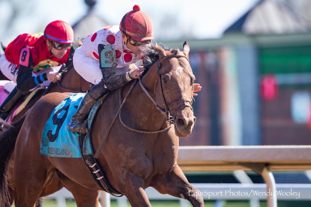 Awesome Slew Runs Down A. P. Indian For Commonwealth Victory - Paulick ...